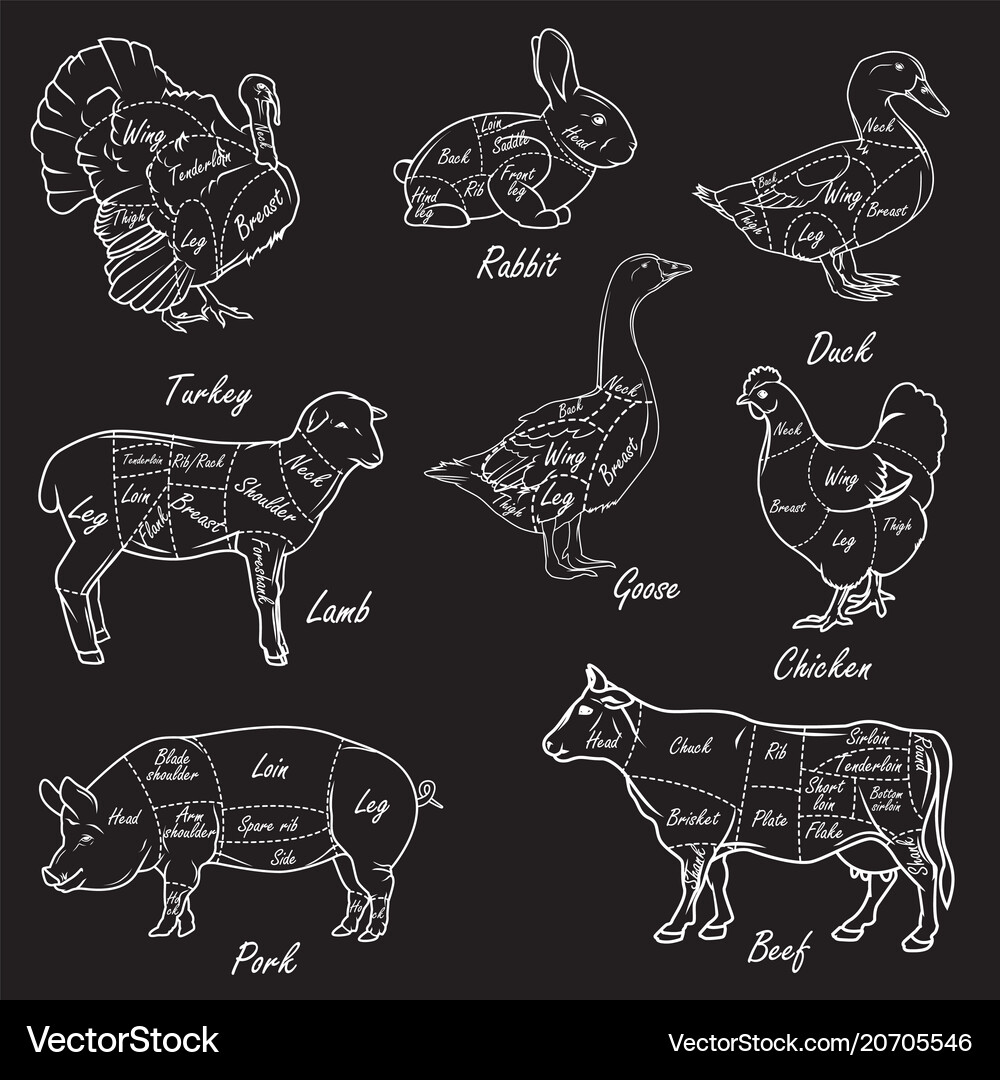 Meat Cut Diagram - Vintage Style Royalty Free Vector Image