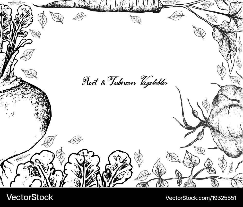 Hand drawn frame of root and tuberous vegetables Vector Image