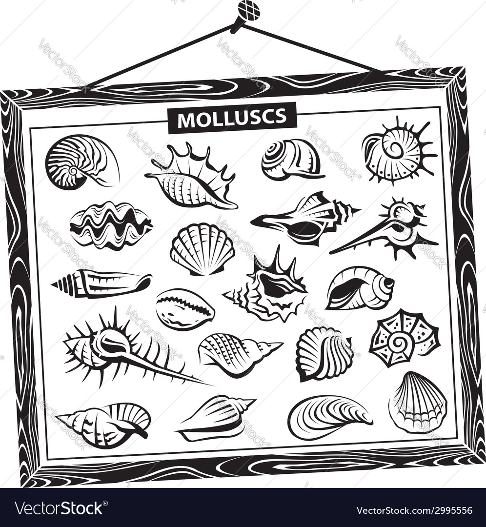 Seashells set Royalty Free Vector Image - VectorStock