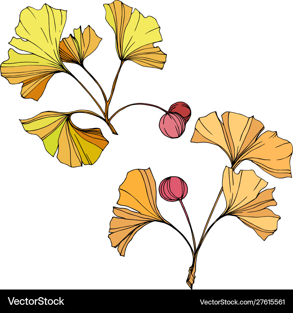 Ginkgo leaf plant botanical garden Royalty Free Vector Image