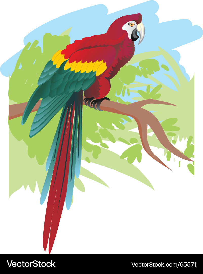 Parrot Royalty Free Vector Image - VectorStock