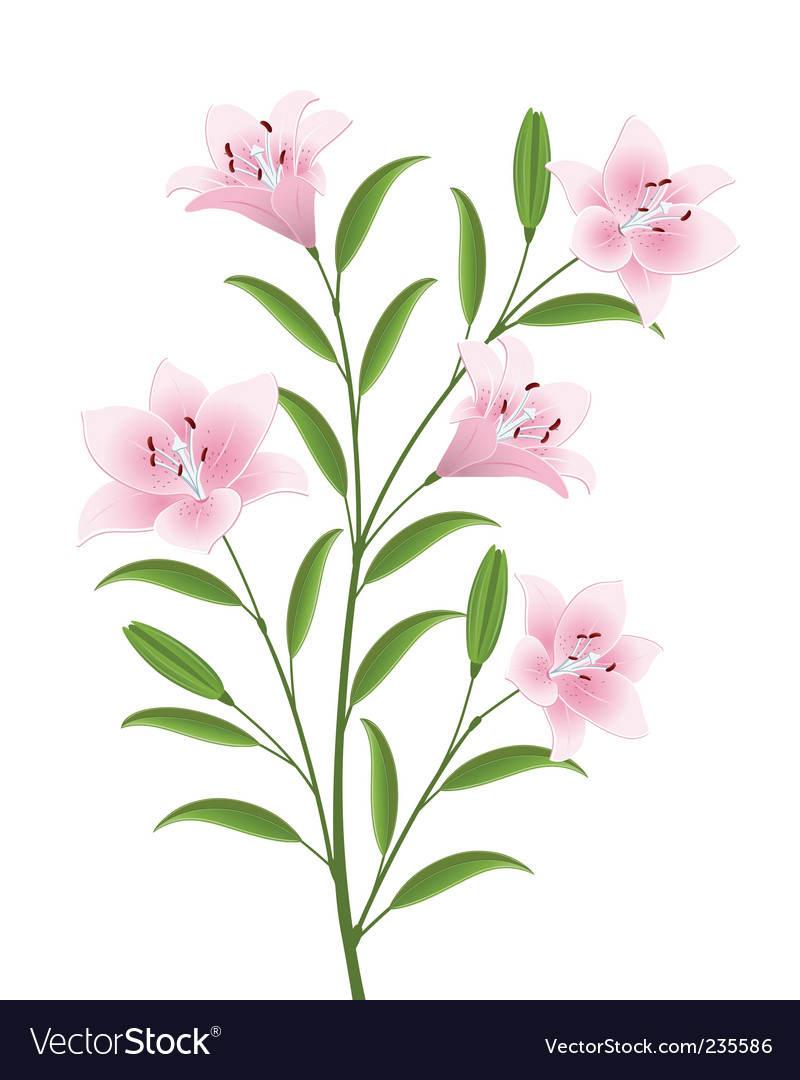 Lily Royalty Free Vector Image - VectorStock