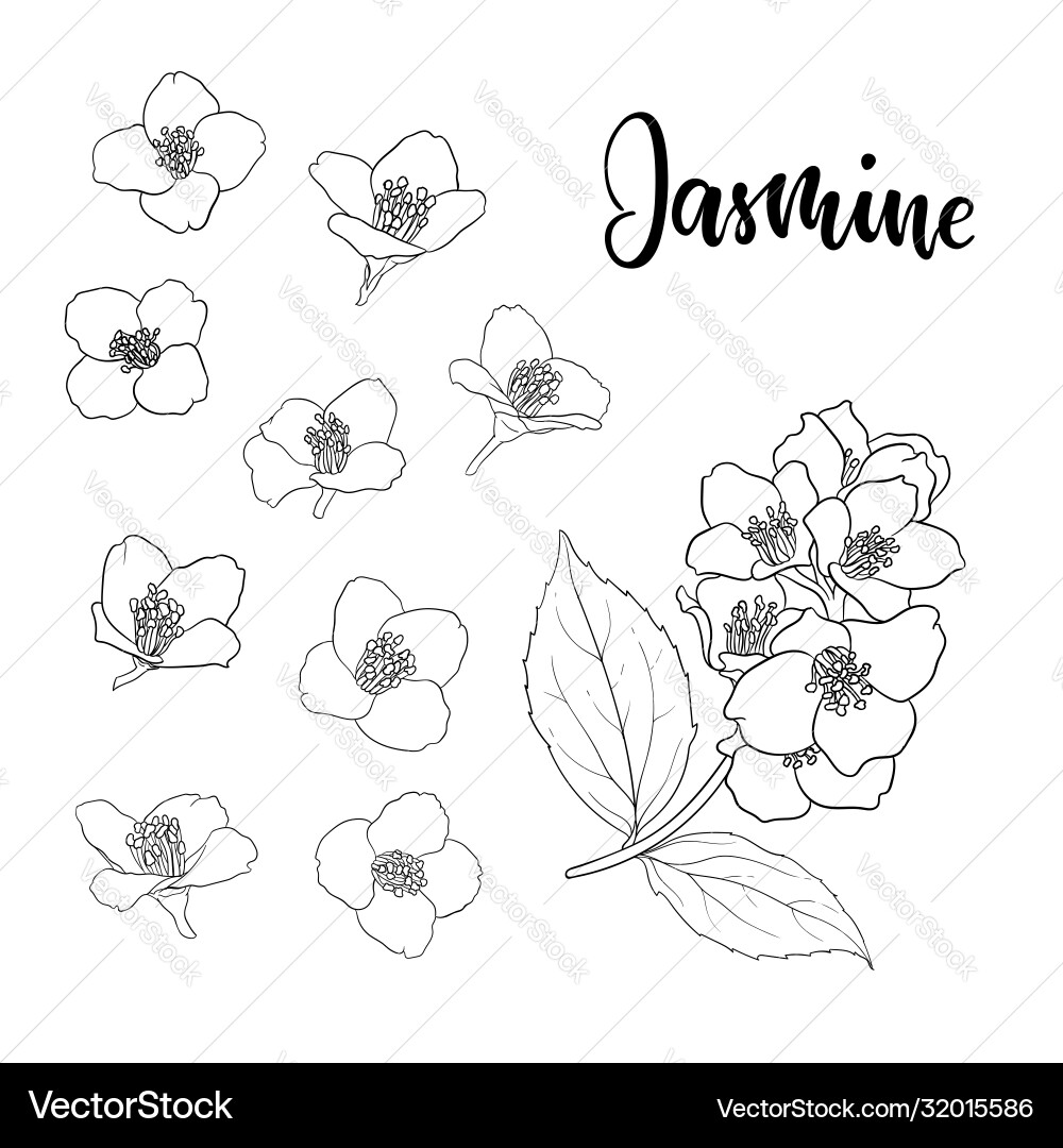 Set beautiful flower jasmine outline isolated Vector Image