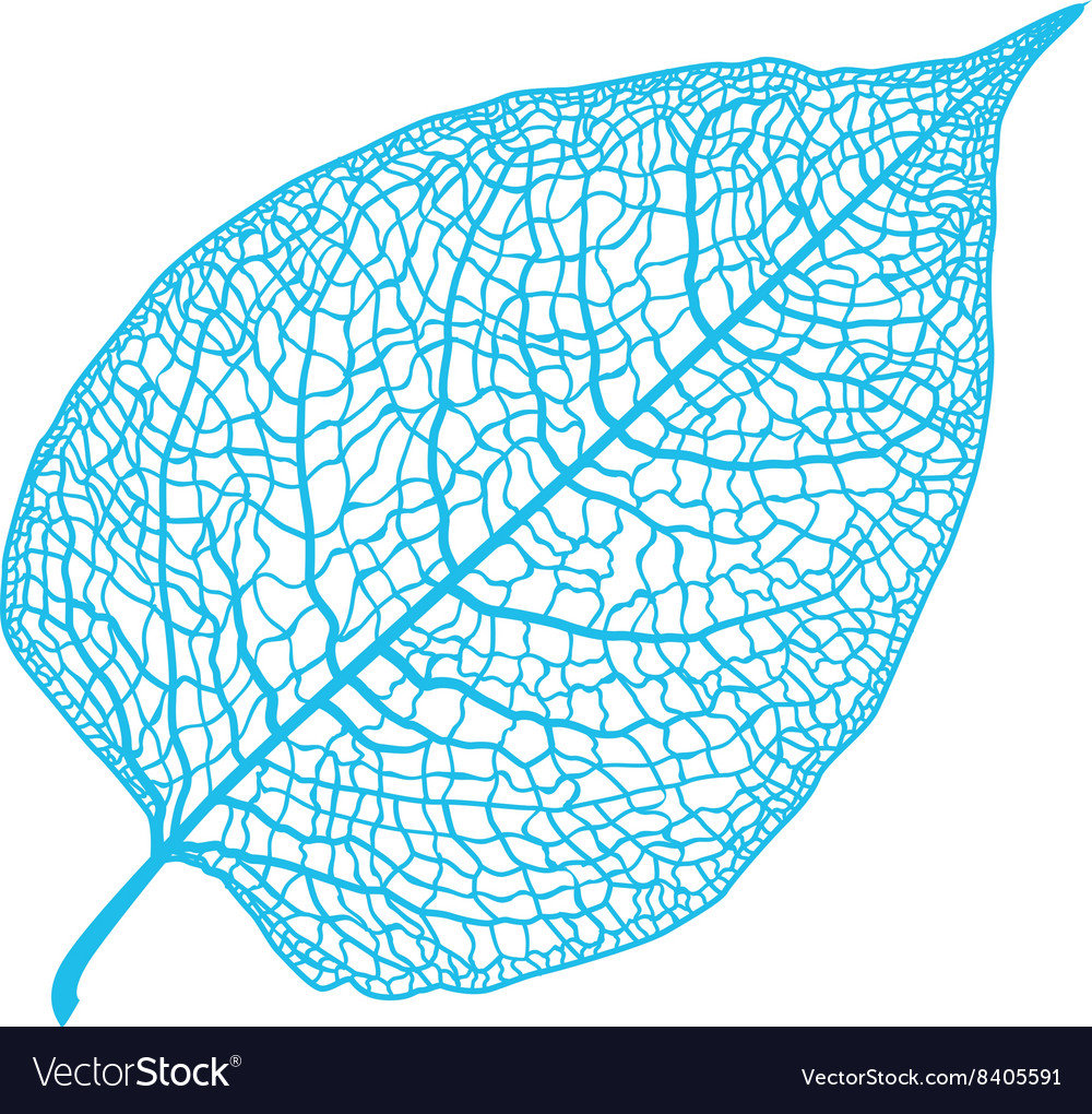 Manually drawn leaf skeleton Royalty Free Vector Image