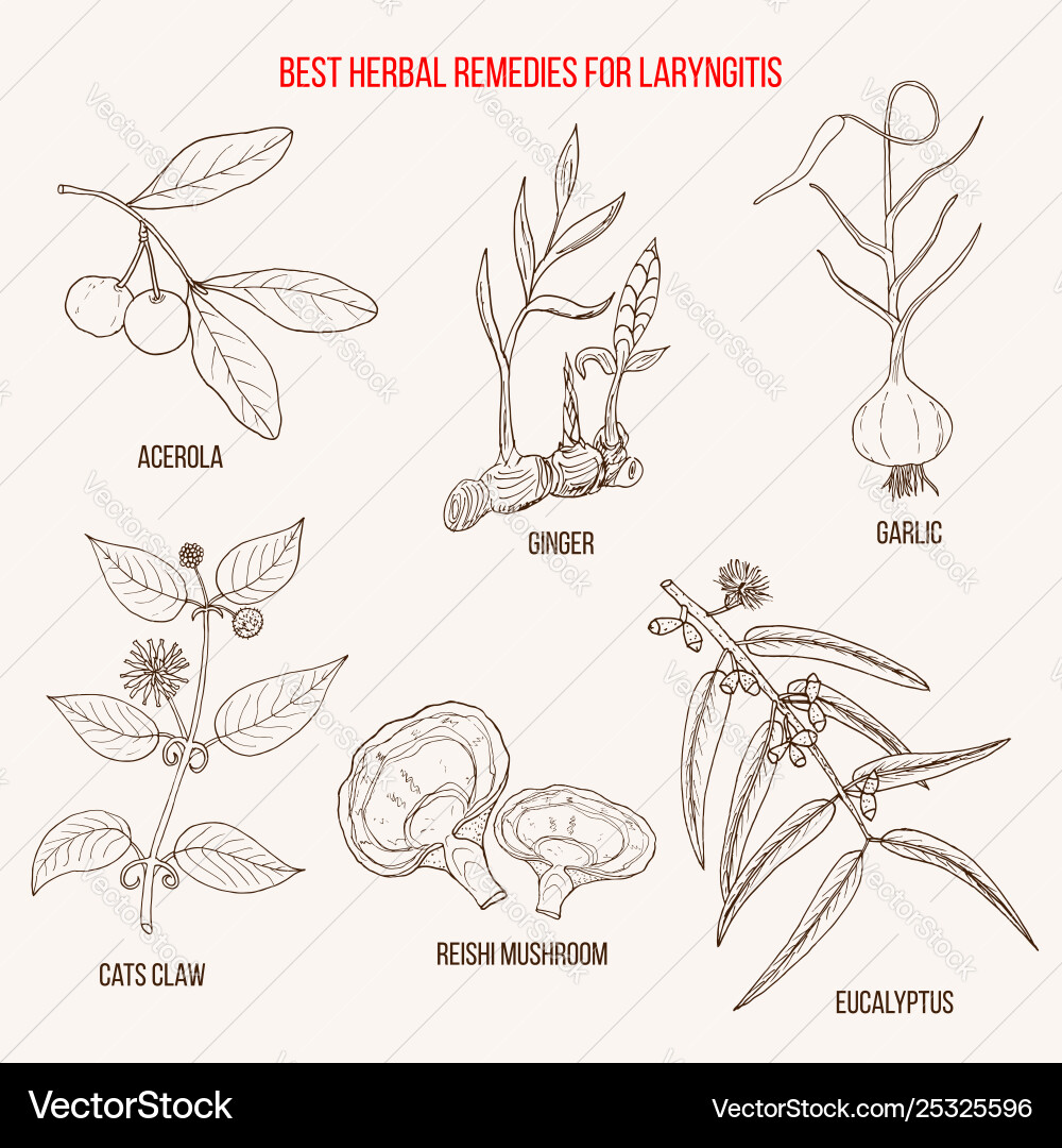 Best herbal remedies for laryngitis Royalty Free Vector