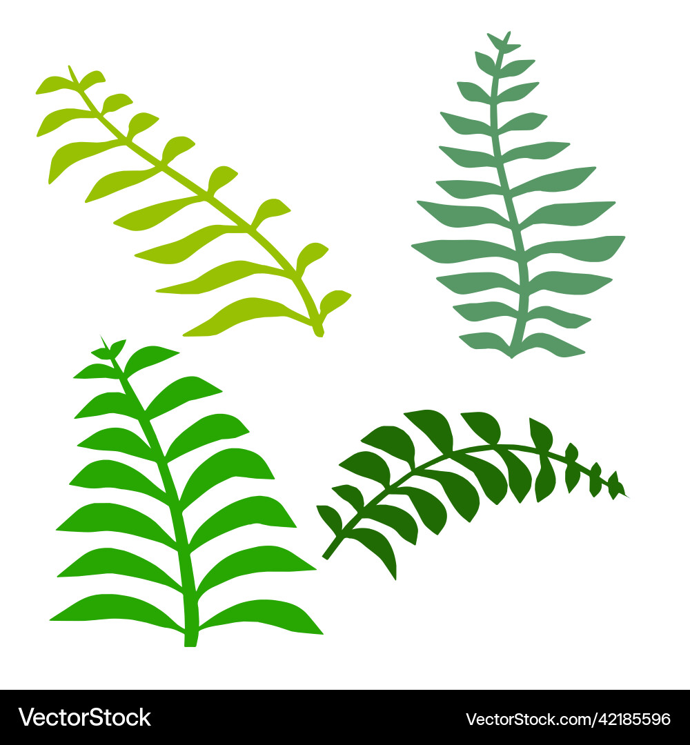 Fern leaf element of nature and the forest Vector Image