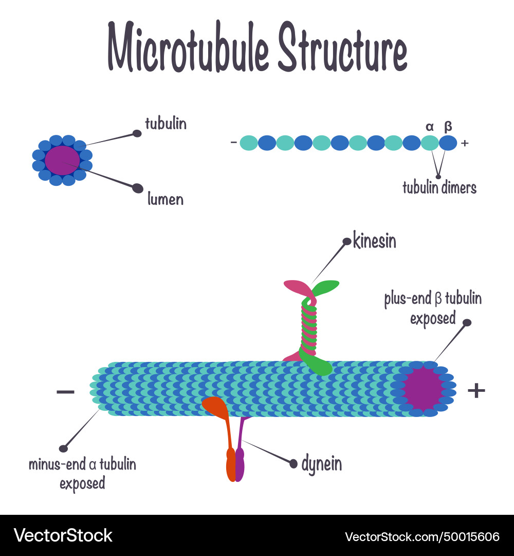 Structure of microtubules and their assembly Vector Image