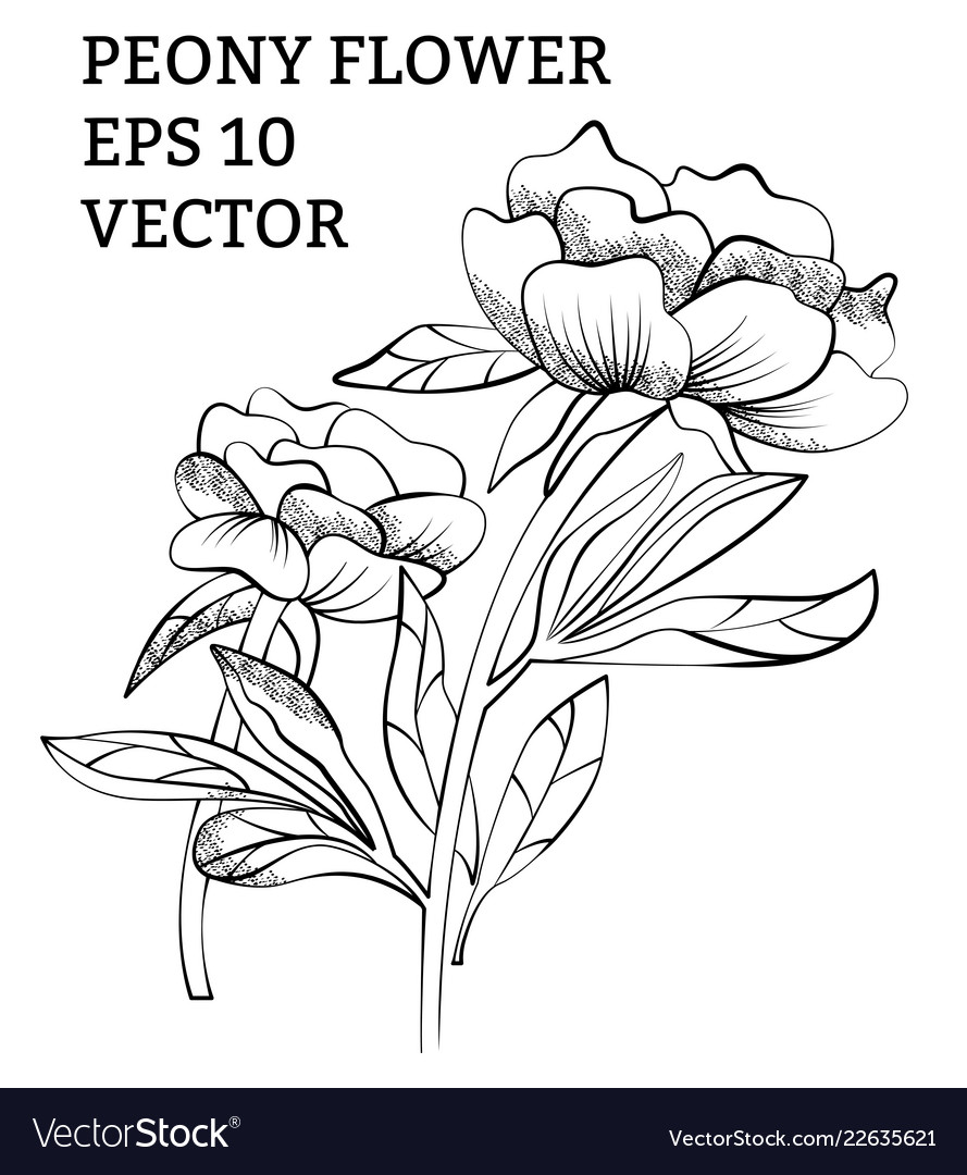 Peony collection Royalty Free Vector Image - VectorStock