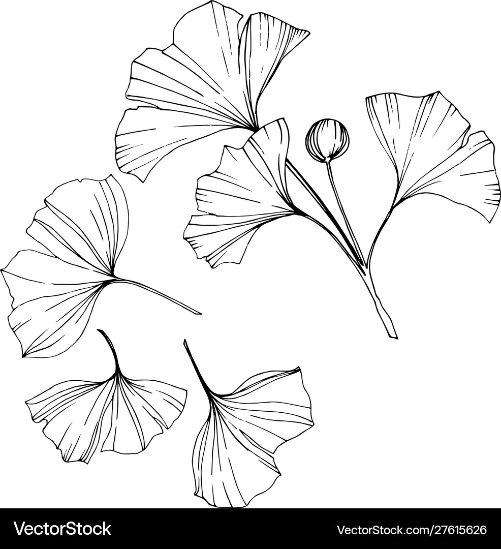 Ginkgo leaf plant botanical garden Royalty Free Vector Image