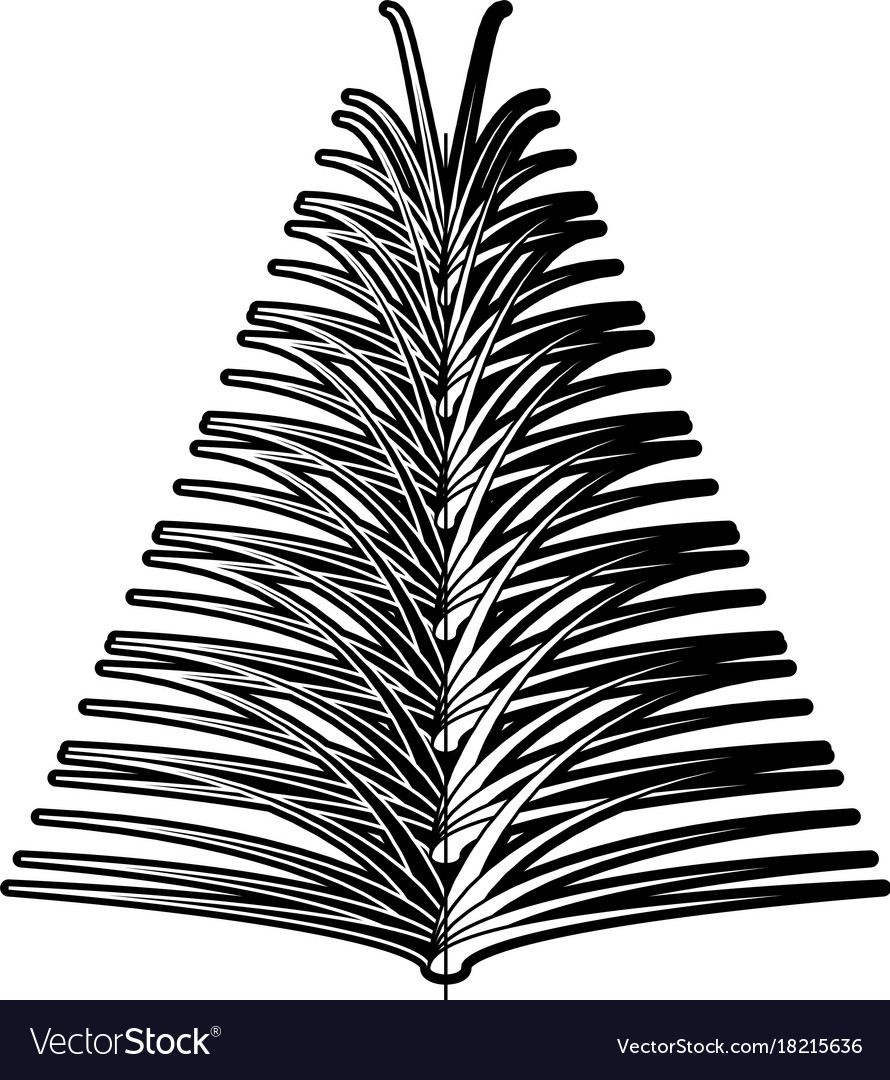 Pine tree icon Royalty Free Vector Image - VectorStock