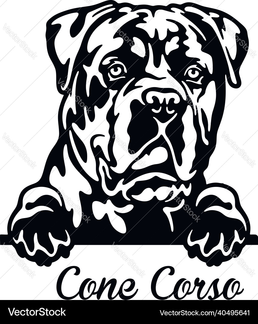 Cane corso peeking dog - head isolated on white Vector Image