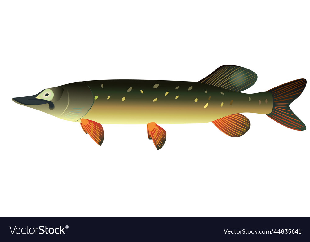 Pike Royalty Free Vector Image - VectorStock