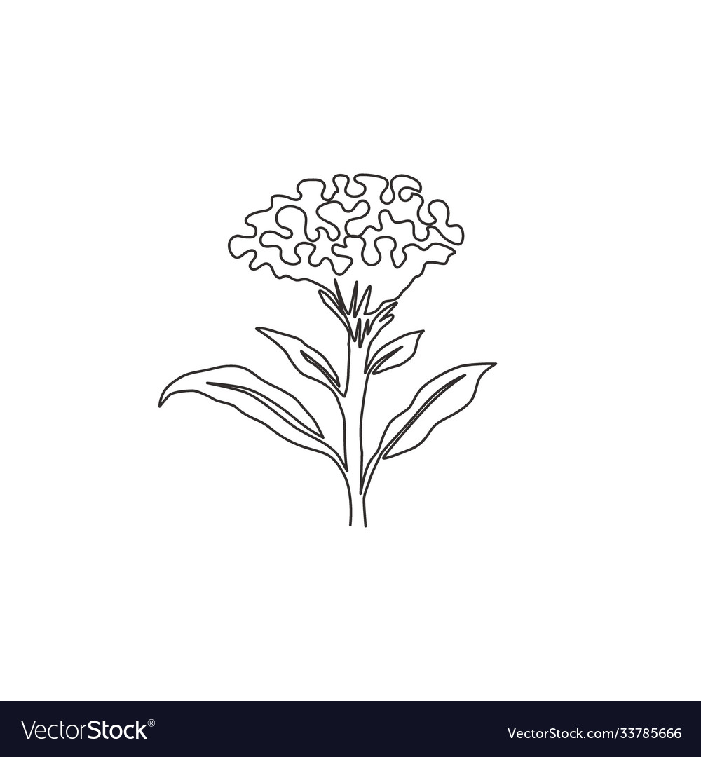 Single One Line Drawing Beauty Fresh Wool Flower Vector Image
