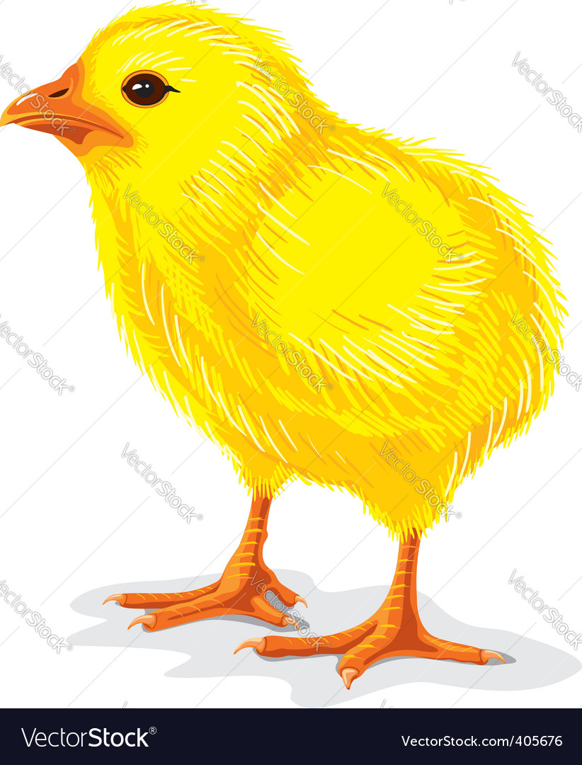 Chicken Royalty Free Vector Image - VectorStock
