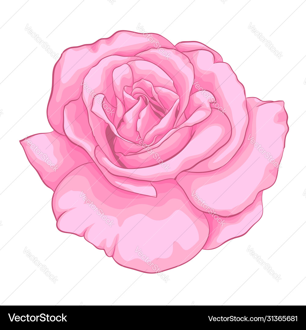Beautiful pink rose isolated on white background Vector Image