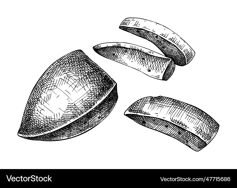 Hand drawn pork liver sketches set internal Vector Image