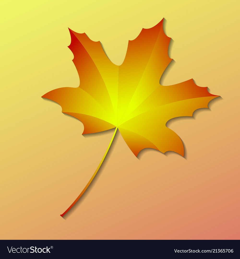 Autumn maple leaf Royalty Free Vector Image - VectorStock