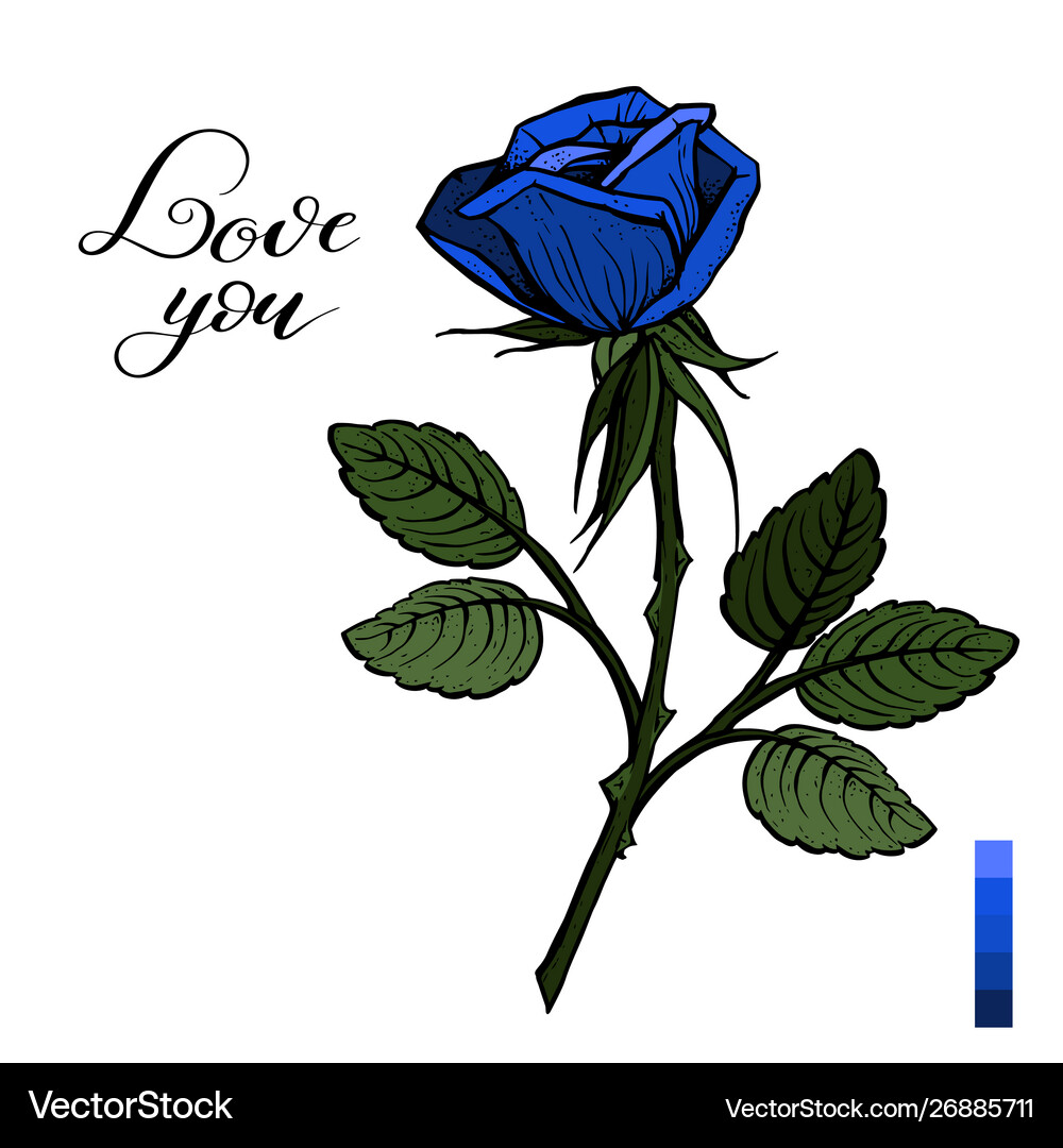 Blue rose isolated on white rose isolated Vector Image