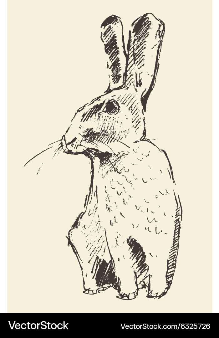 Vintage Rabbit Drawing