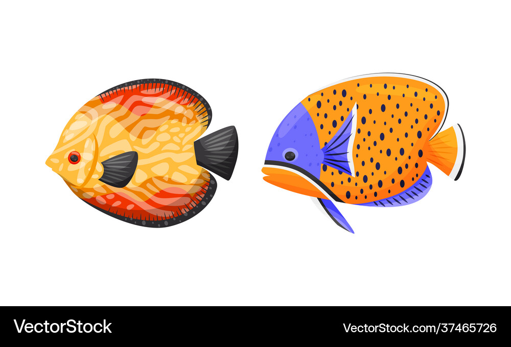 Tropical fish different shapes and colors Vector Image