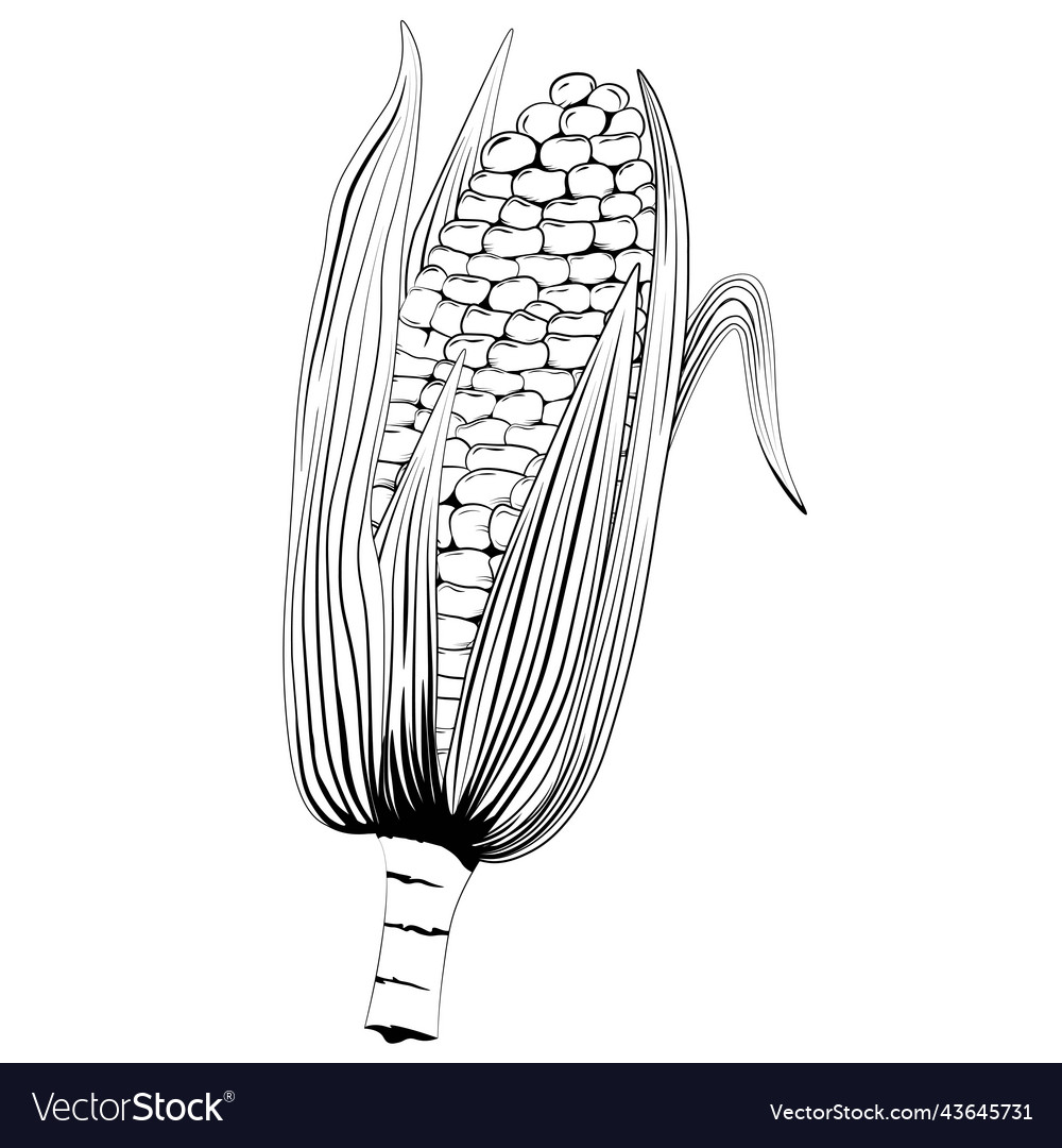 Corn cob Royalty Free Vector Image - VectorStock