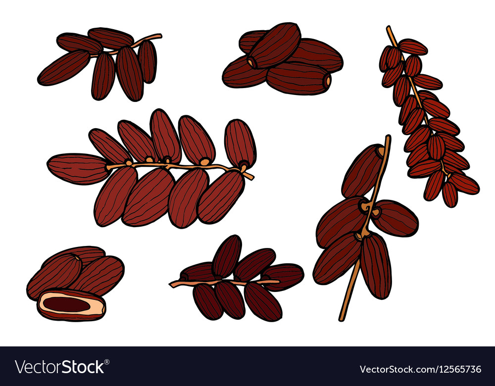 Dates Royalty Free Vector Image - VectorStock