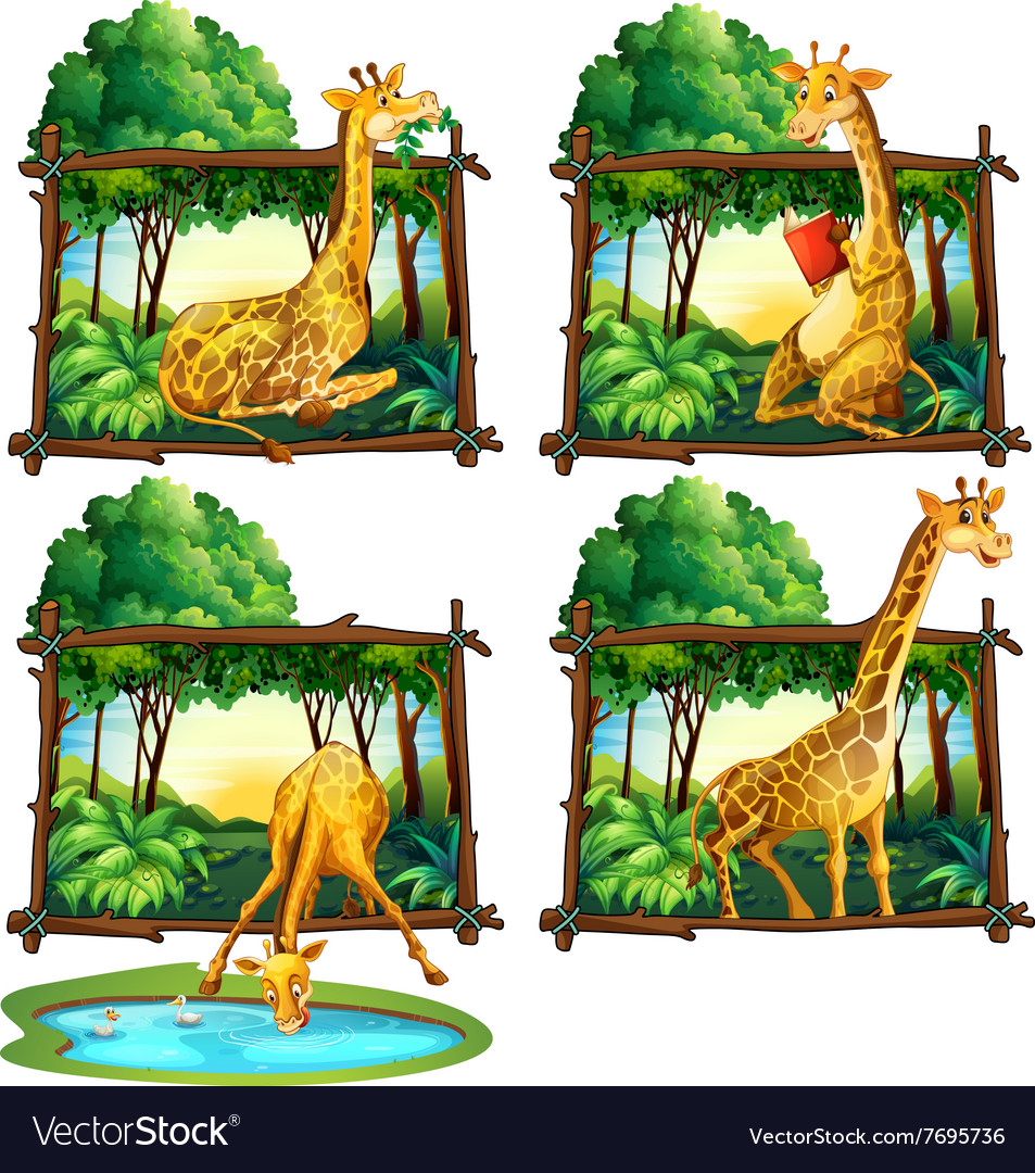 Four frames of giraffes in jungle Royalty Free Vector Image