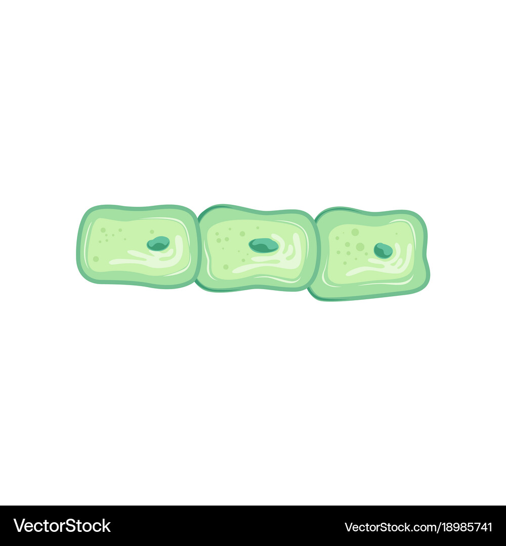 Chain Of Cells Cell