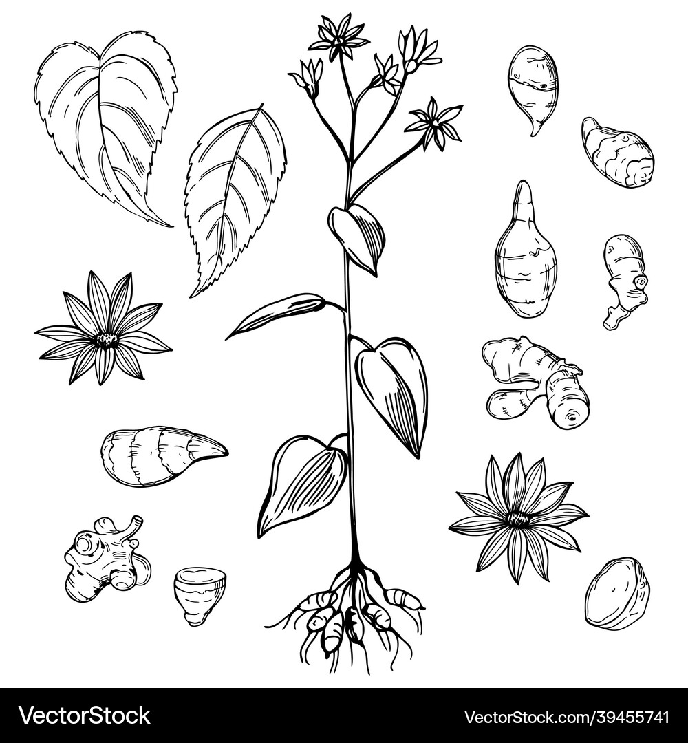 Jerusalem artichoke Royalty Free Vector Image - VectorStock