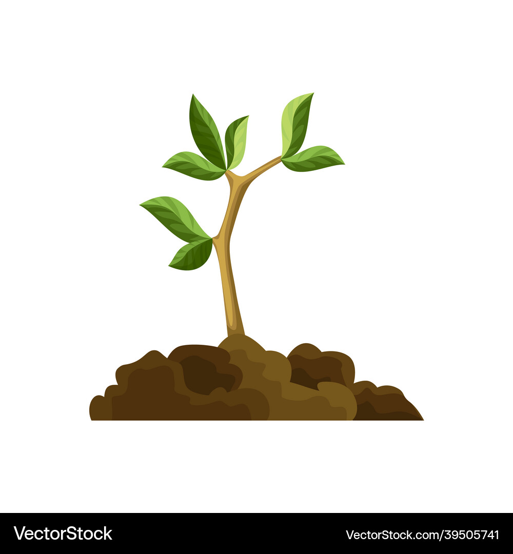 Stage of tree growth small tree growth with green Vector Image