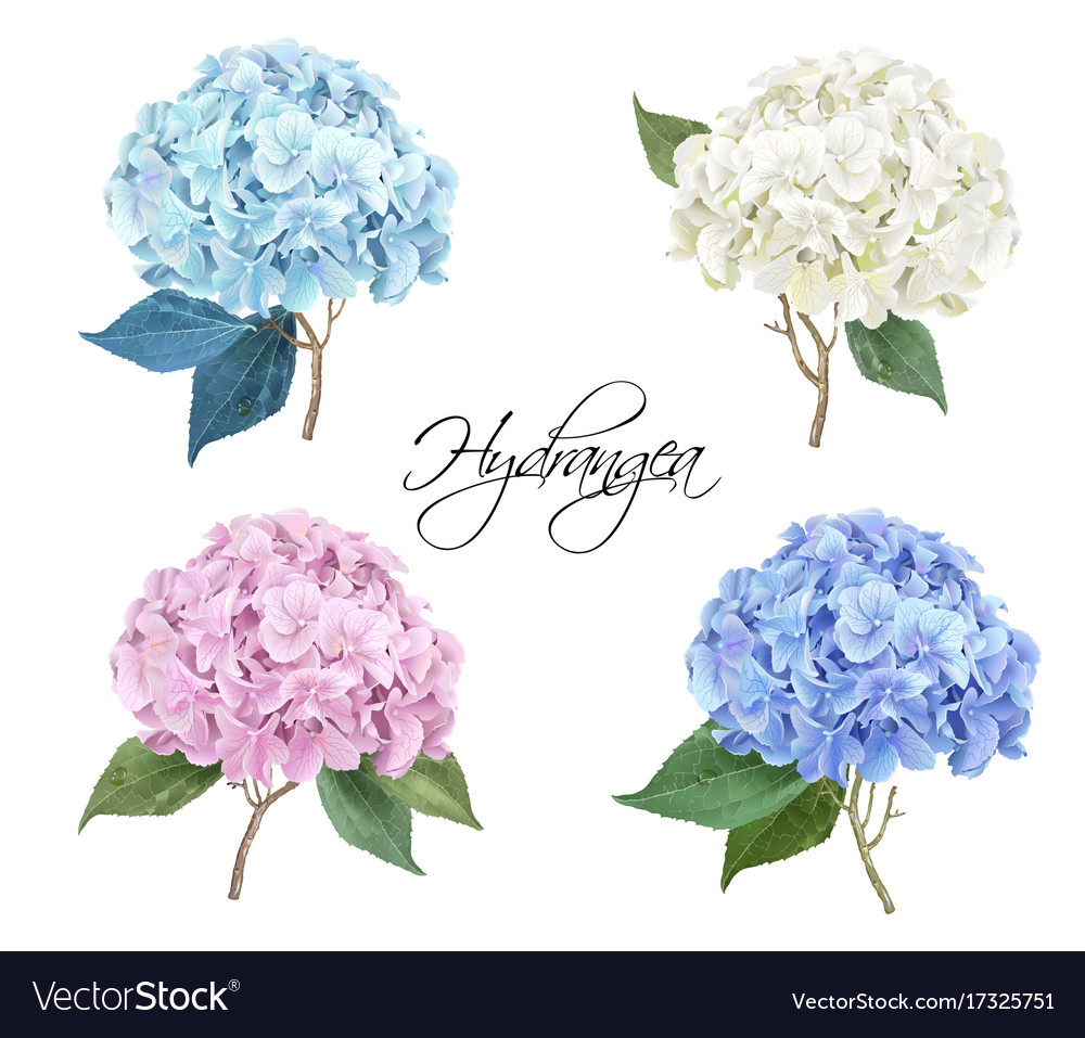 Hydrangea realistic set Royalty Free Vector Image