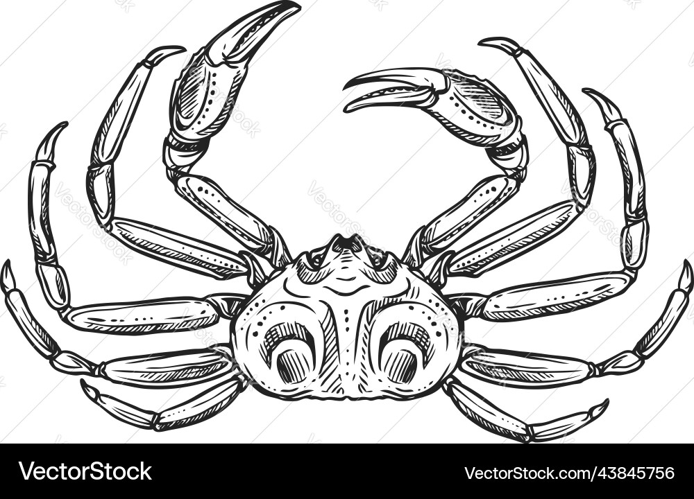 Crab drawing isolated crustacean animal Royalty Free Vector