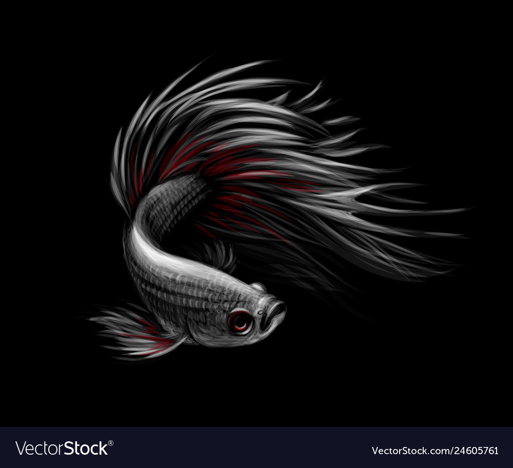 Colourful betta fishsiamese fighting fish Vector Image Colourful betta fishsiamese fighting fish Vector Image