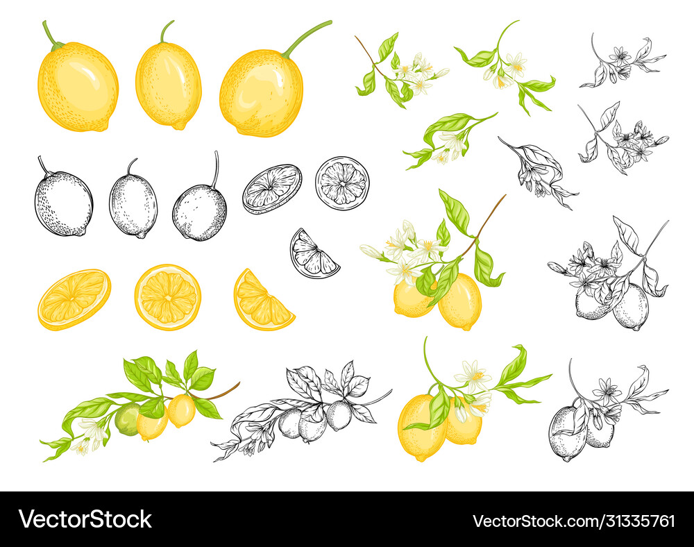 Lemon tree branch with lemons Royalty Free Vector Image