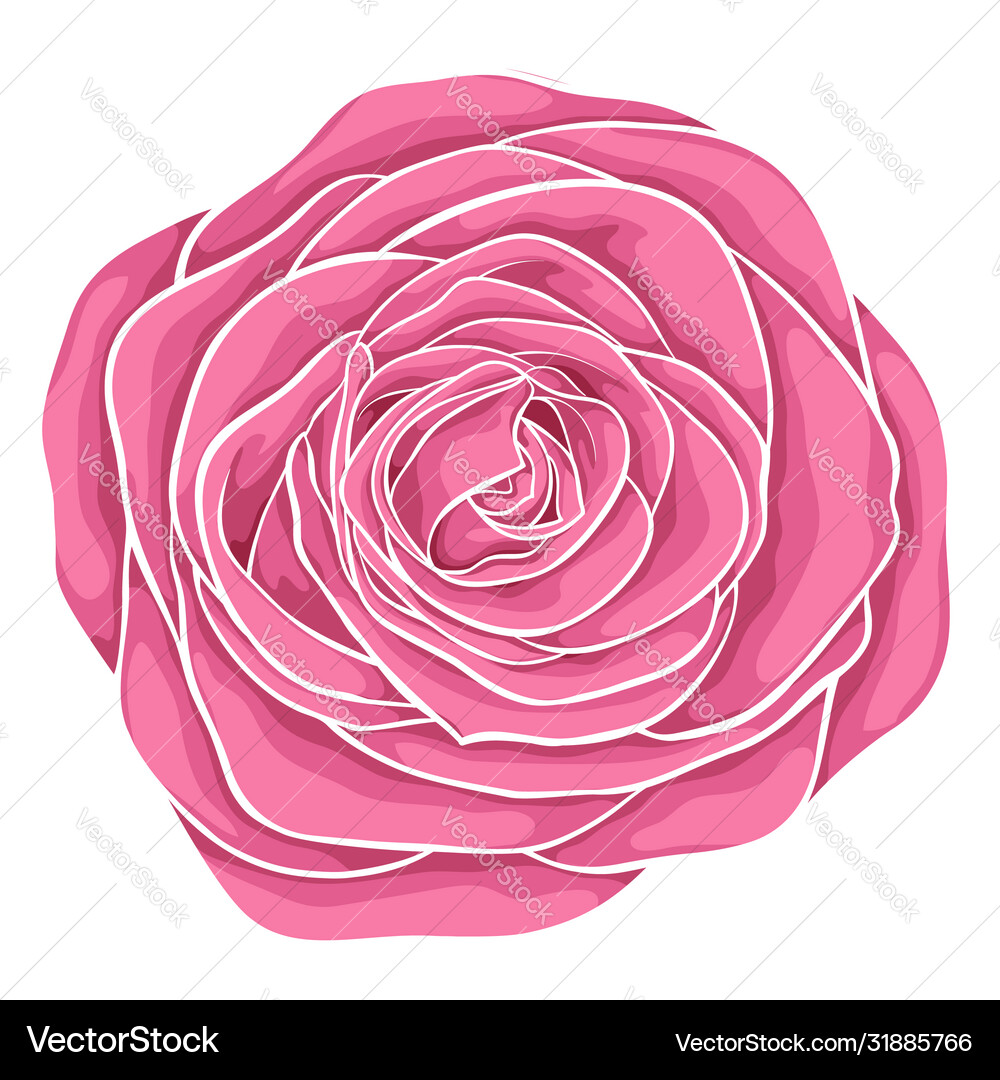 Beautiful red rose isolated on white background Vector Image