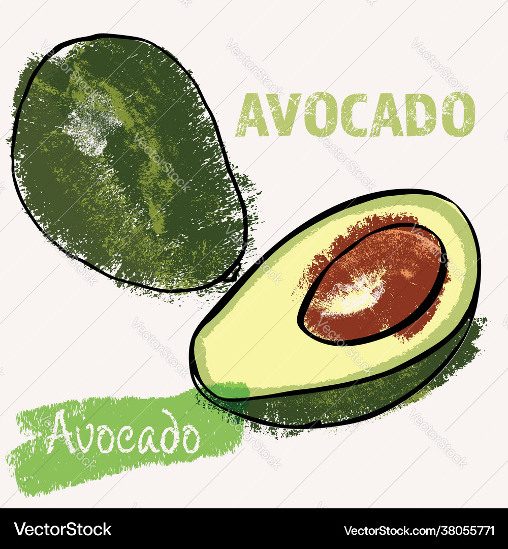 Avocado line art and color hand-drawn Royalty Free Vector
