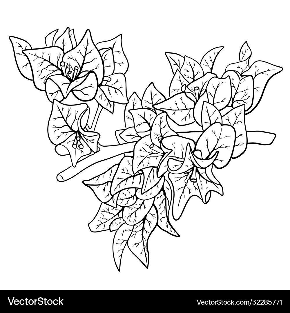 Bougainvillea bunch1 v Royalty Free Vector Image