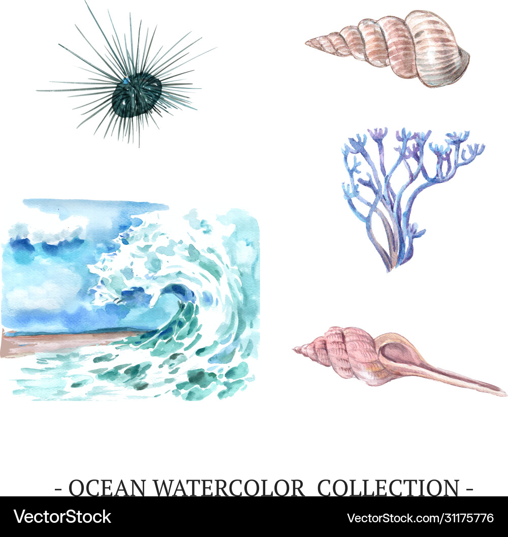 Wave shell coral watercolor design on white Vector Image
