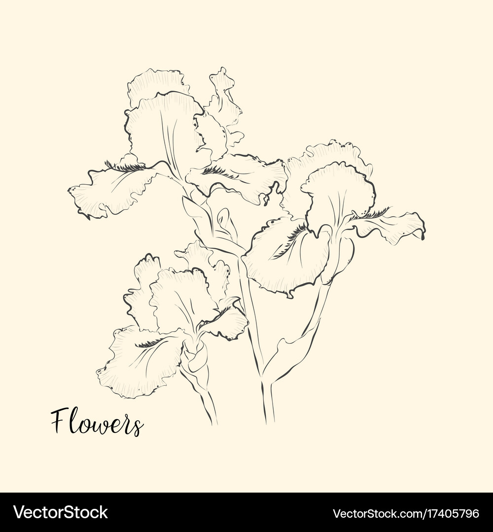 Hand draw of flower Royalty Free Vector Image - VectorStock
