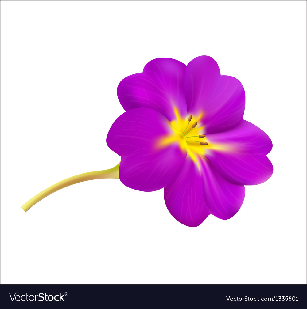 Violet spring flower Royalty Free Vector Image