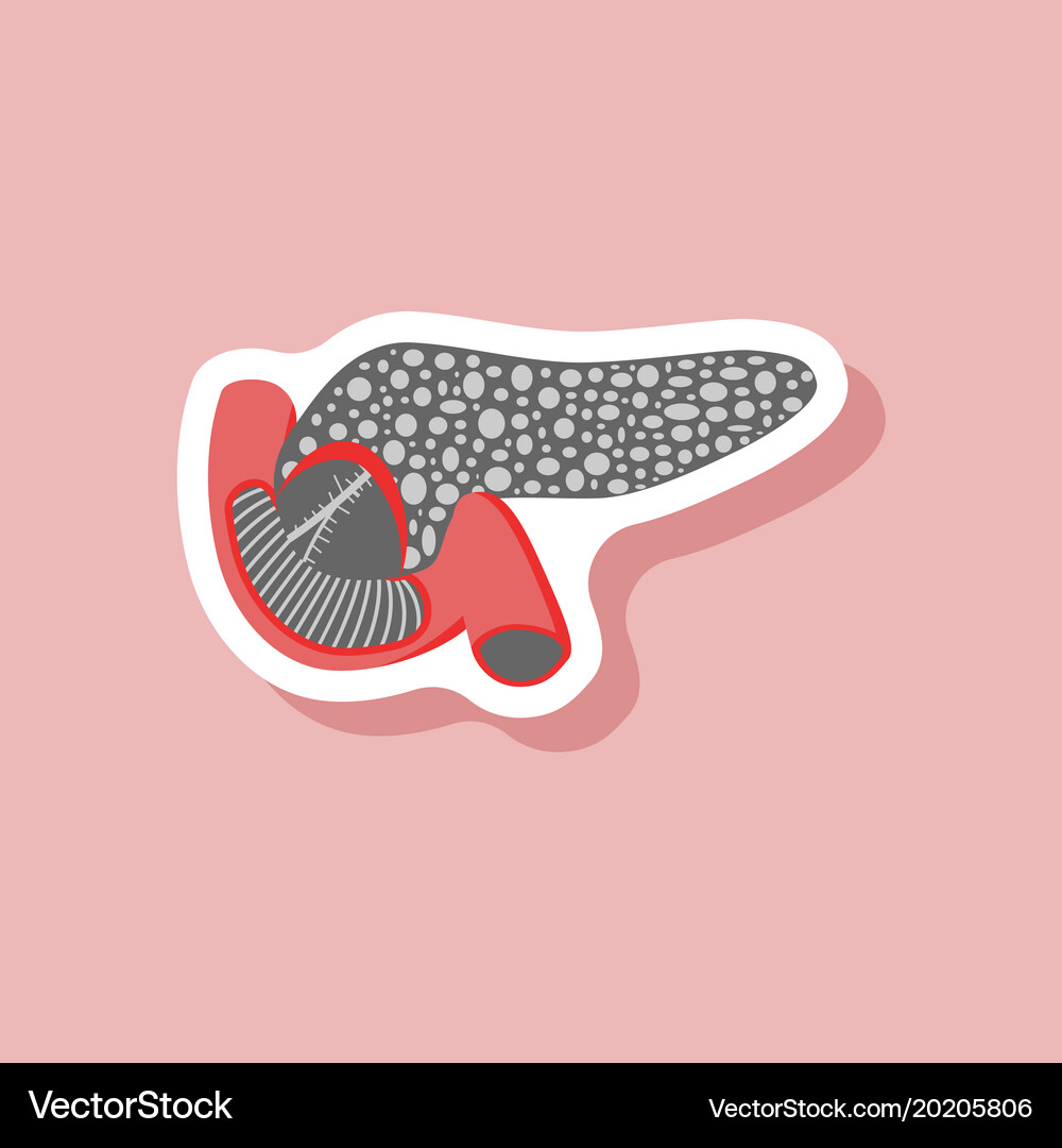 Duodenum and pancreas paper sticker on stylish Vector Image