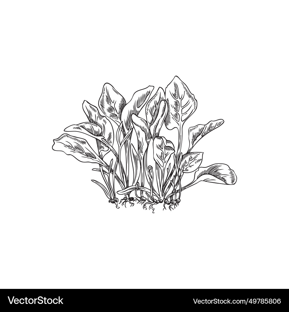 Hand drawn monochrome micro-green sketch style Vector Image