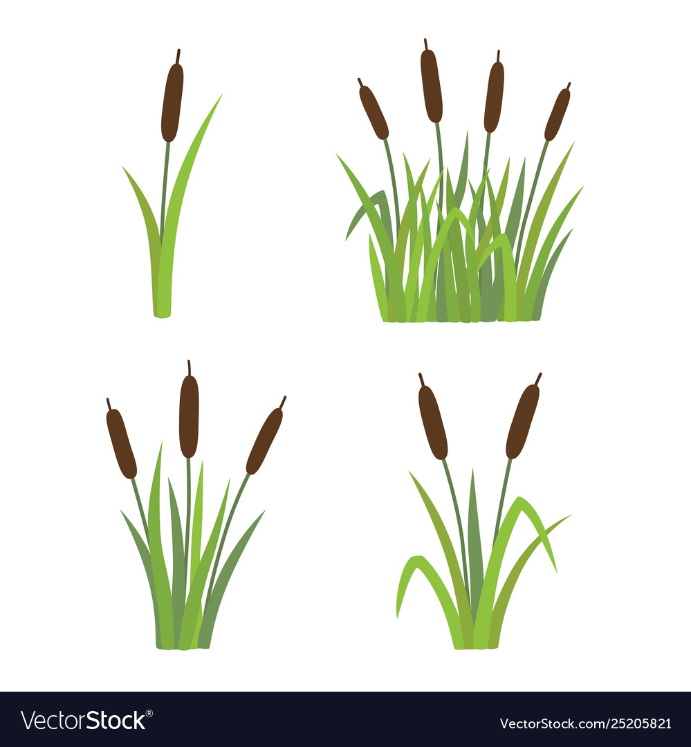 A set reeds in grass isolated on white Royalty Free Vector