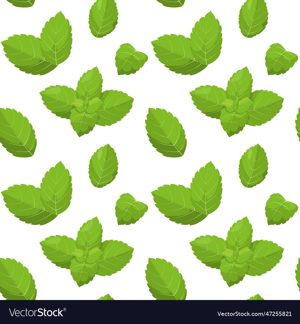 Mint leaves Royalty Free Vector Image - VectorStock
