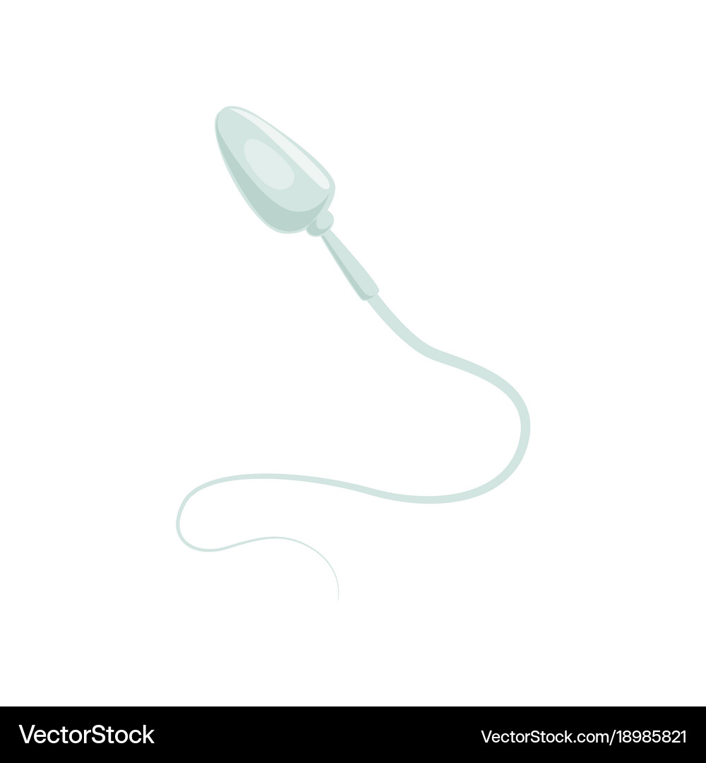 Sperm Cell Anatomy Royalty Free Vector Image - VectorStock