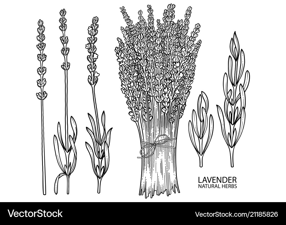 Graphic lavender collection Royalty Free Vector Image