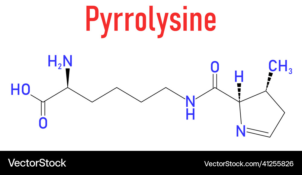 Pyrrolysine amino acid molecule skeletal formula Vector Image