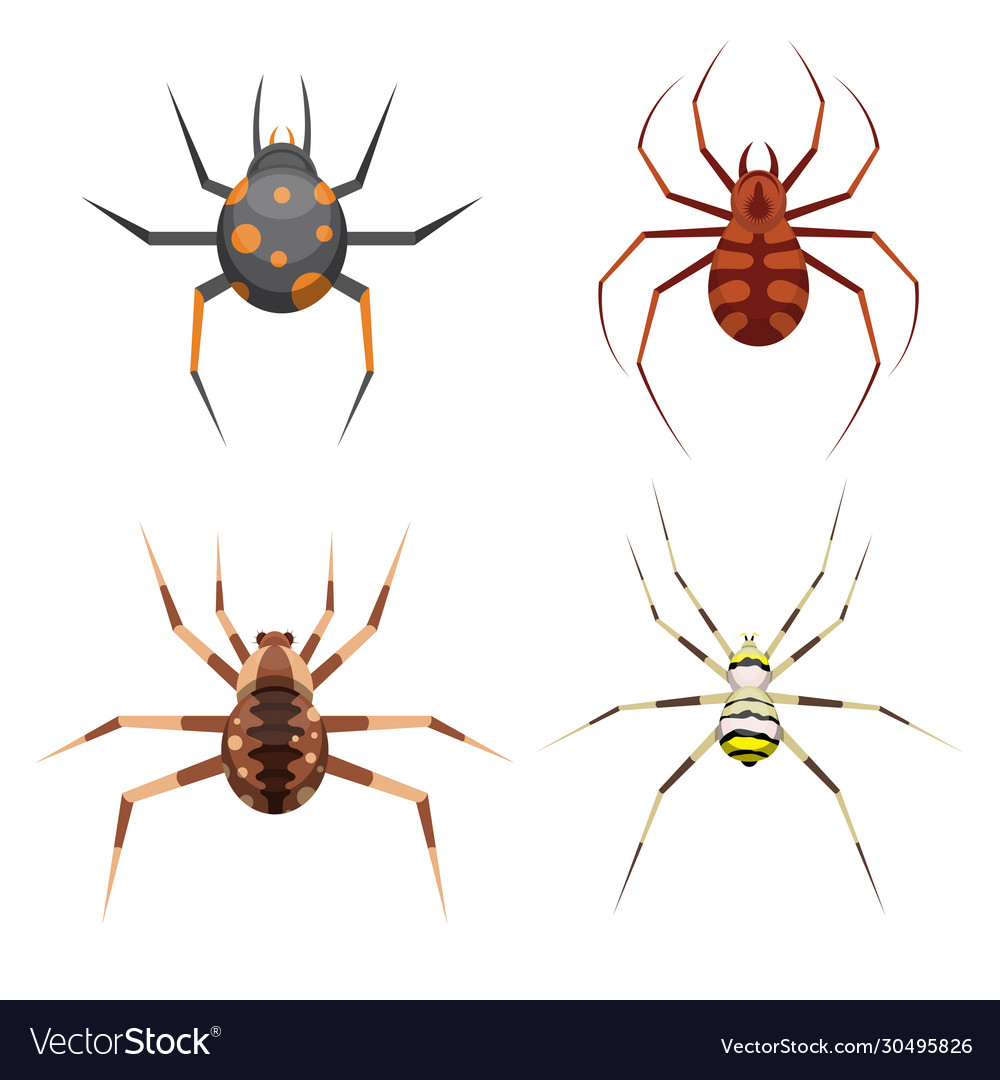 Spider set Royalty Free Vector Image - VectorStock