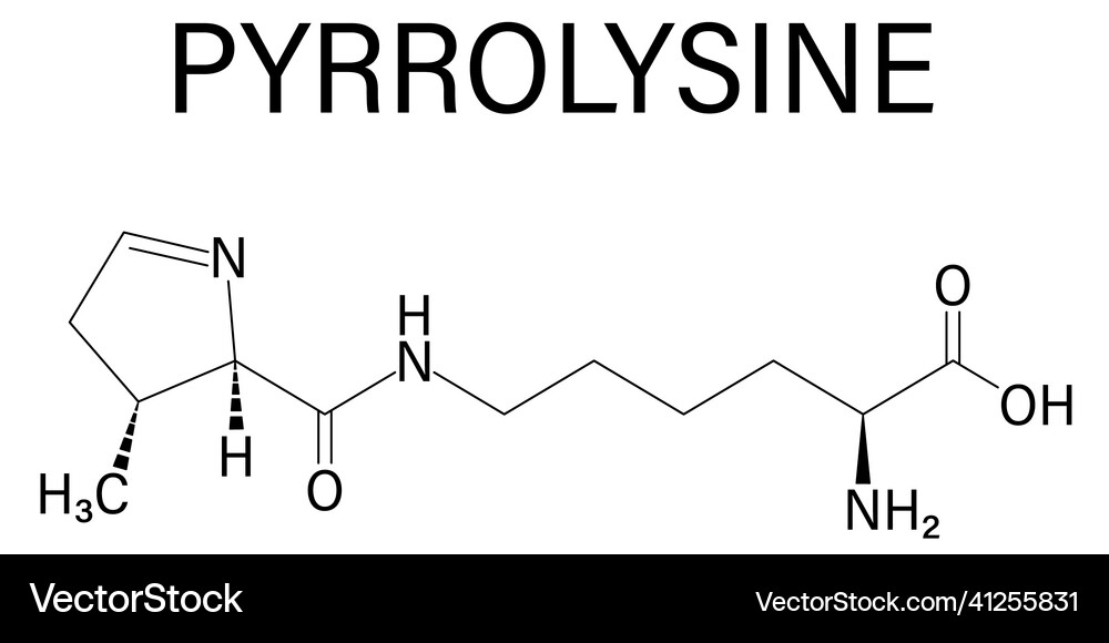 Pyrrolysine amino acid molecule skeletal formula Vector Image