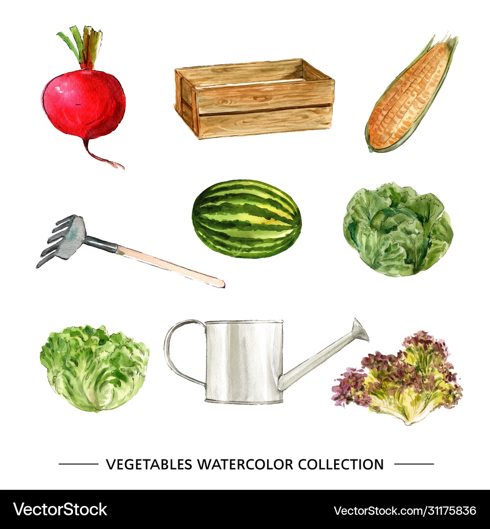 Isolated watercolor vegetable collection on white Vector Image